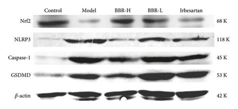 Western Blot Detection Of Nrf2 Nlrp3 Caspase 1 And Gsdmd Protein