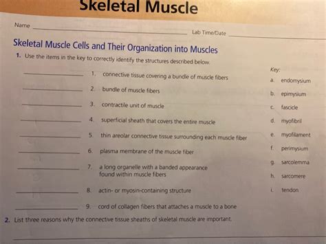 Solved Skeletal Muscle Name Lab Time Date Skeletal Muscle Chegg