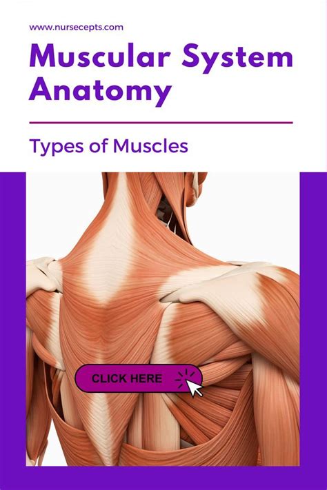 7 Facts About The Muscular System Every Nursing Student Should Know