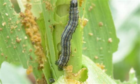 Head Of Egyptian Farmers Syndicate Fall Armyworm Devastated Thousands