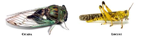 Q My Sister Says Cicadas Are The Same As Locusts Are They Ufifas