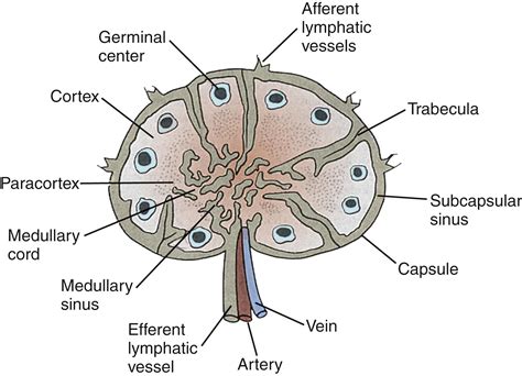 Lymphadenopathy And Neck Masses Clinical Tree