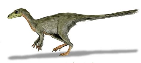Dilong Pictures And Facts The Dinosaur Database