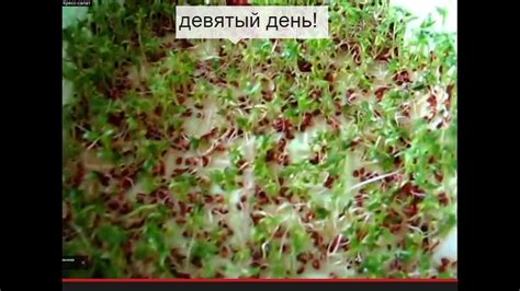 КРЕСС-САЛАТ - YouTube