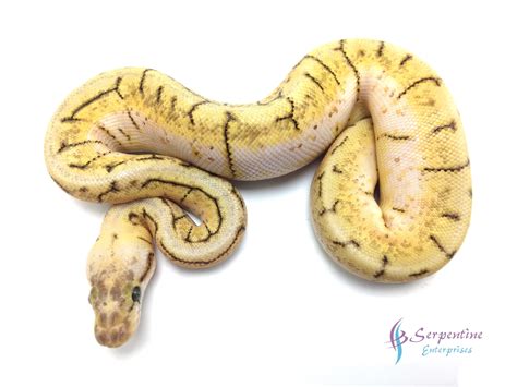 Spinner Blast Ball Python By Serpentine Enterprises Morphmarket Spinner Blast Ball Python By Serpentine Enterprises Morphmarket