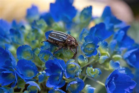 Big 10 Striped June Beetle Crawling On Blue Hydrangea Stock Image