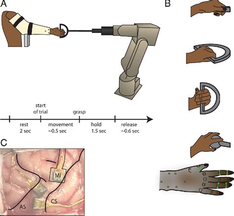 Figure 1 From Encoding Of Coordinated Grasp Trajectories In Primary Motor Cortex Semantic Scholar