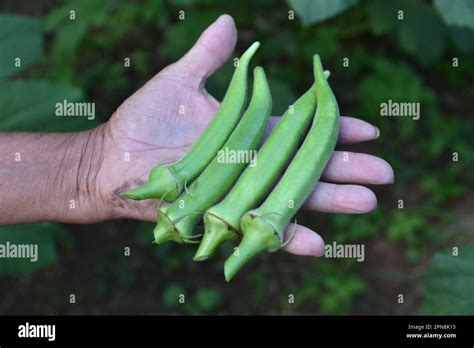 Organic Okra Being Harvested From The Tree Manually Okra Without