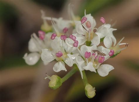 ヤブニンジン 山野草の写真帳