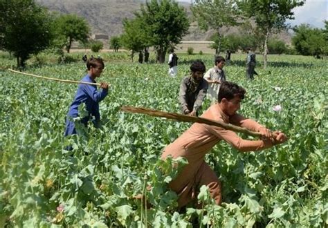 نگرانی اتحادیه اروپا از منع کشت خشخاش در افغانستان تسنیم