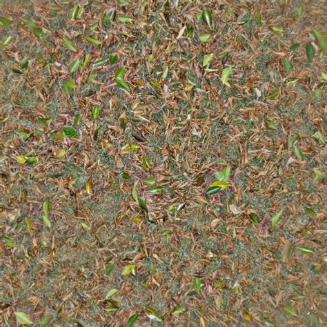 Grass Leaf Texture