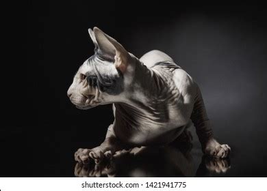 Thousand Naked Cat Royalty Free Images Stock Photos Pictures Shutterstock