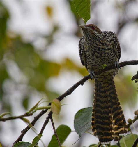 Beautiful Asian Koel Photo And Wallpaper All Beautiful Asian Koel Pictures