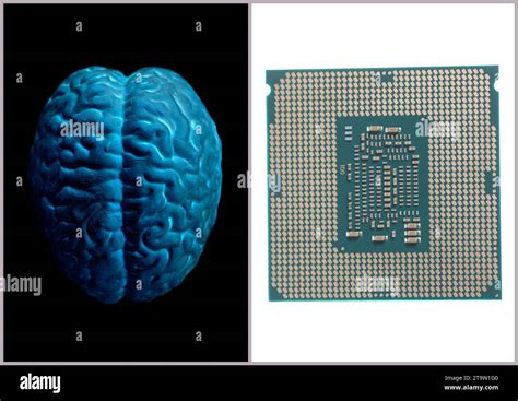 Human Brain Anatomical Model With CPU Processor Microchip Stock Photo Alamy