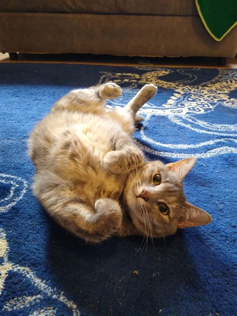 Nimbus Requests Love R Curledfeetsies