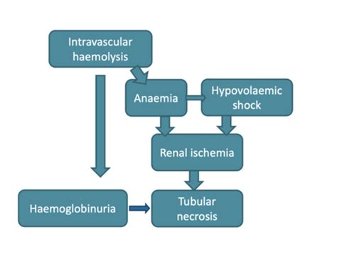 Haemoglobinuria Myoglobinuria Flashcards Quizlet
