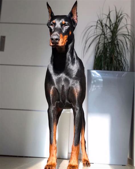 Overview For Unicornglitteryblood