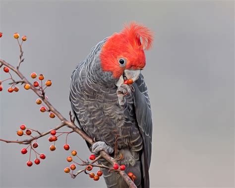 Gang Gang Cockatoo Digital Art Download Duade Paton Photography