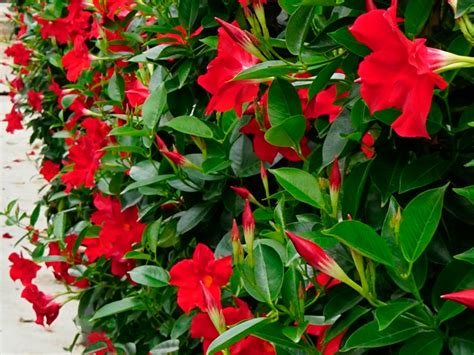 Guía completa para solucionar el problema de Dipladenia con hojas