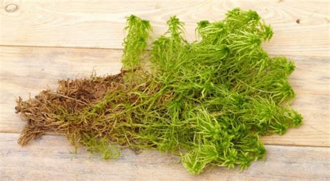 როგორ გამოვიყენოთ ტორფის ხავსი მებაღეობაში