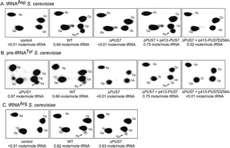 The Saccharomyces Cerevisiae U2 Snrna Pseudouridine Synthase Pus7p Is A