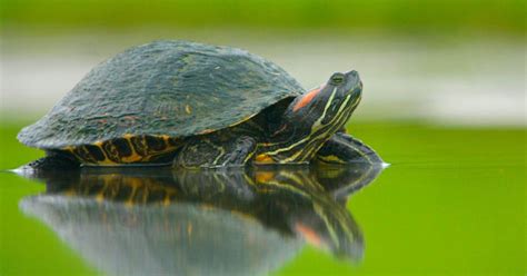 Red Ear Slider Turtle Facts All Turtles