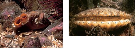 Class Bivalvia Eazybio