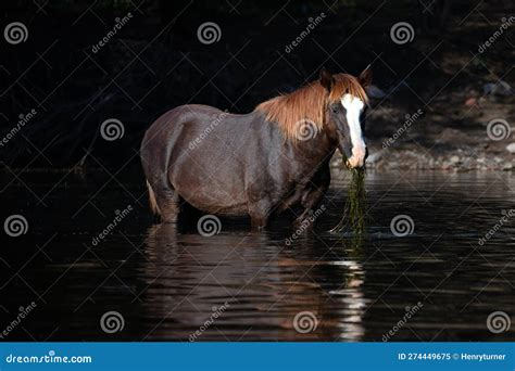 Garanhão Silvestre E Castanho escuro Que Reflete No Rio Salino Enquanto
