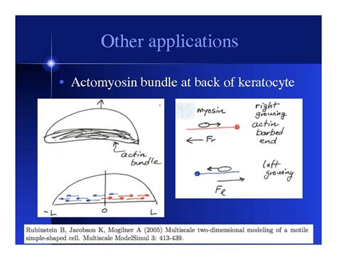 Models For Cell Shape And Actin Filament Distributions Mathtube Org