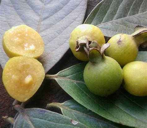 Psidium Guineense X Grandifolium Hybrid Araza Seeds