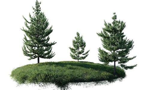Premium PSD A Drawing Of A Group Of Trees On A White Background