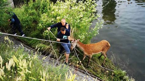 Пожарникари спасиха елен в Сливенско Новини бг