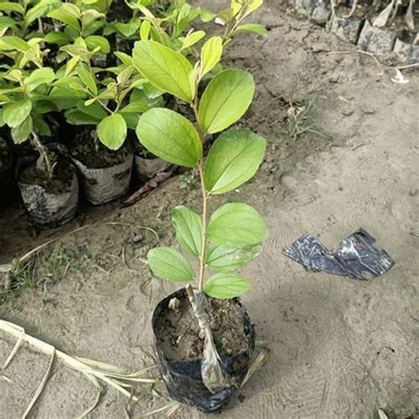 Apple Ber Plant At ₹ 140piece Fruit Plant In Chittorgarh Id