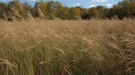Tall Grass Blowing In The Wind By An Autumn Colored Forest Background