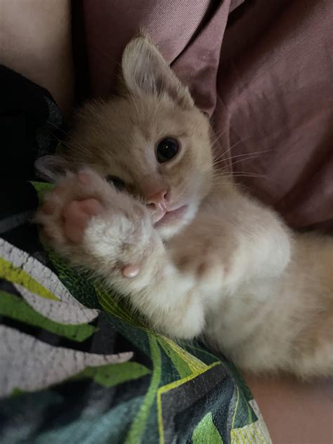 A Couple Of You Suggested Getting My New Cat A Friend So I Got My Kitten A Kitten 🩵 R Kitten