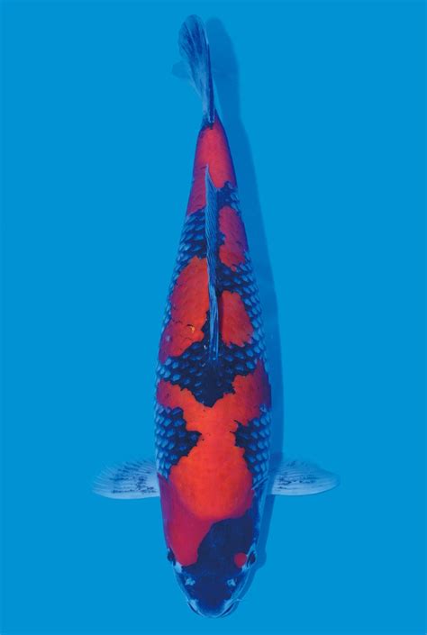 Goshiki Kolam Ikan Ikan Koi Ikan