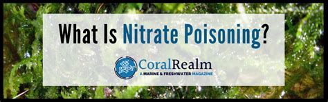 Nitrate Poisoning In Aquariums Treatment And Prevention Coralrealm