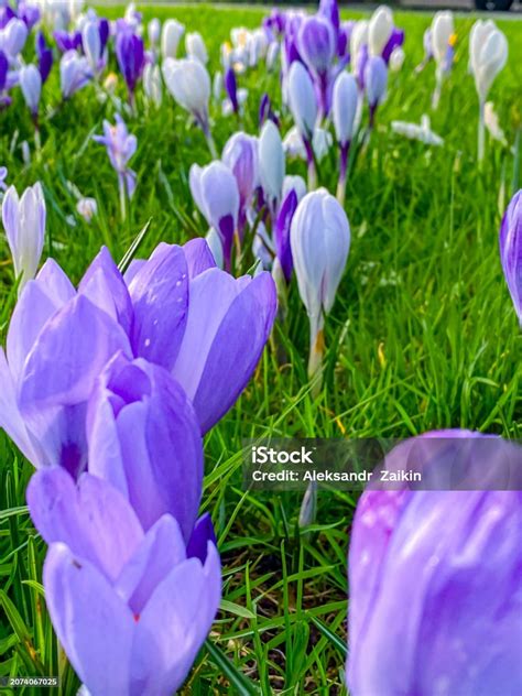 春の庭に咲く美しいクロッカスの花春の花 オランダのストックフォトや画像を多数ご用意 オランダ カラー画像 クロッカス Istock