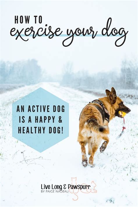 Five Ways To Exercise Your Dog Dog Activities Dog Exercise Dog Care
