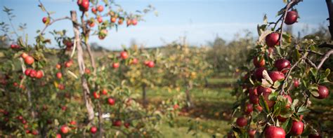 Oddbox Bringing Wonky Fruit And Veg To Homes And Offices
