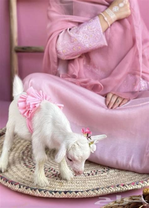 ماعز قزم صغير وجميل والليف الماعز القزم مدرب رضاعه باليد موقع حراج