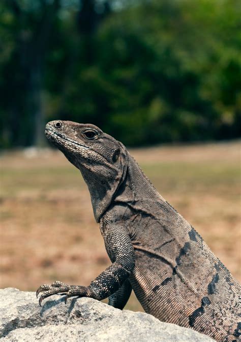 Majestic Lizard Portrait Wallpaper Background Free Download