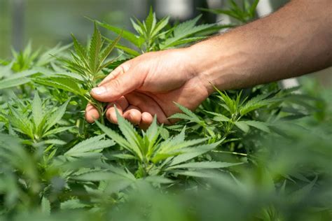 Abonos Cannabis Cuidando Tus Plantas De Forma Especializada Organicos Eu