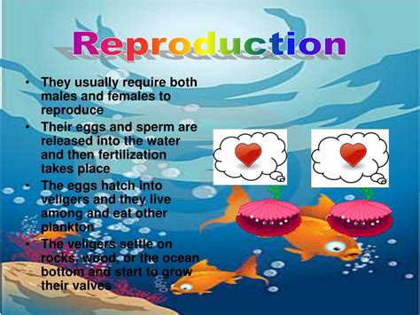 Ppt Clams Powerpoint Presentation Free Download Id3112154