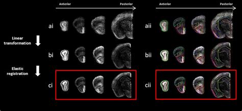 Accuracy Of Elastic Registration Validation In Mice Ai Images Download Scientific Diagram