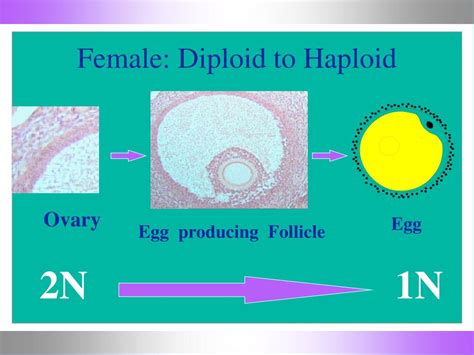 Ppt Diploid To Haploid Powerpoint Presentation Free Download Id260261