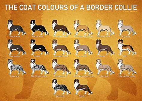 Border Collie Color Chart Border Collie Border Collie Colors Border
