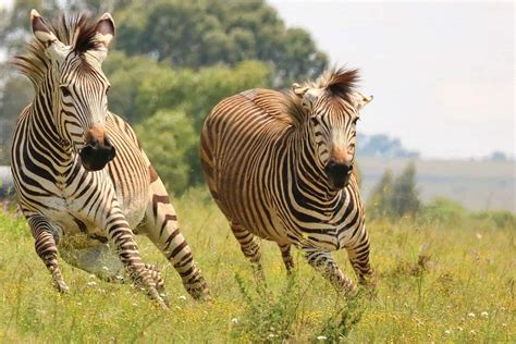 Zebra Running Fast