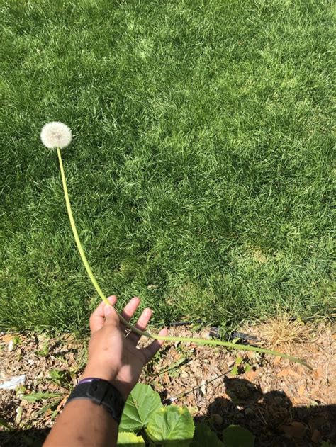 This Really Long Dandelion I Found Growing In My Yard Rmildlyinteresting