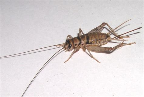 カマドコオロギ 若齢幼虫 10匹セット 鳴く虫処 AkiMushi